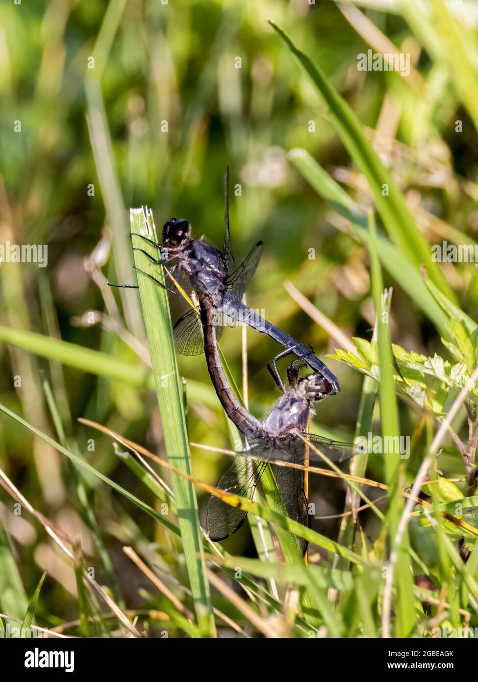 Vertical shot of insects on a blurred background Stock Photo - Alamy