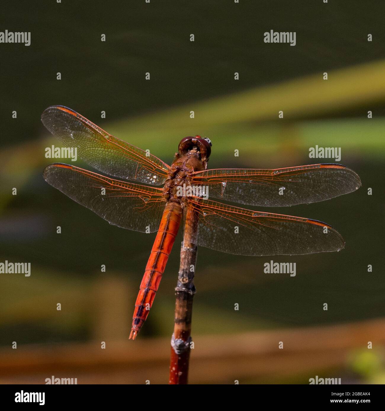 Vertical shot of an insect on a blurred background Stock Photo - Alamy