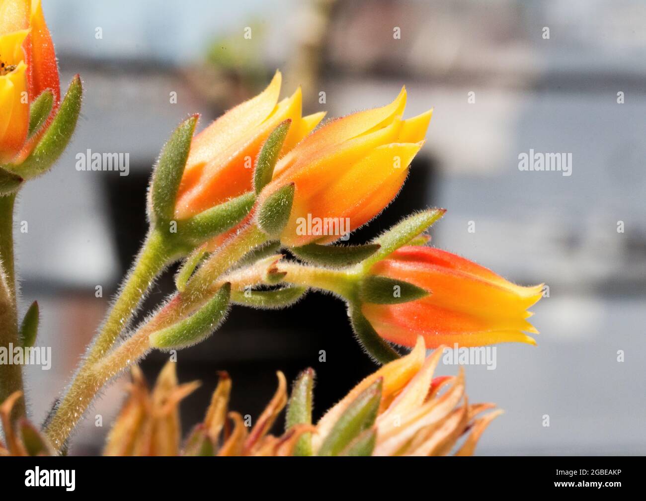 Closeup shot of beautiful Mexican Firecrackers on a blurred background ...