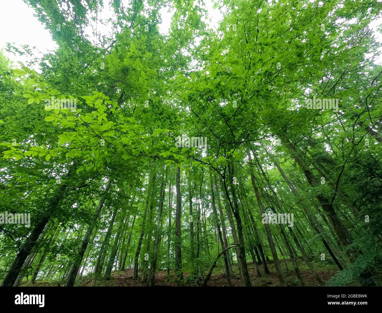 Low angle shot high trees in a forest Stock Photo - Alamy