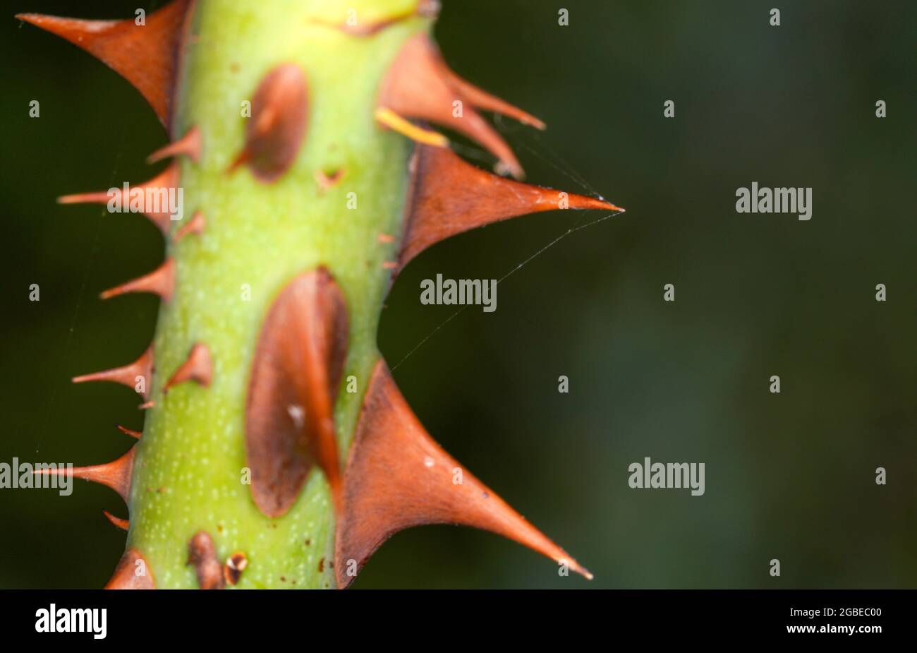 Closeup shot of thorns of a rose in a blurred background Stock Photo ...