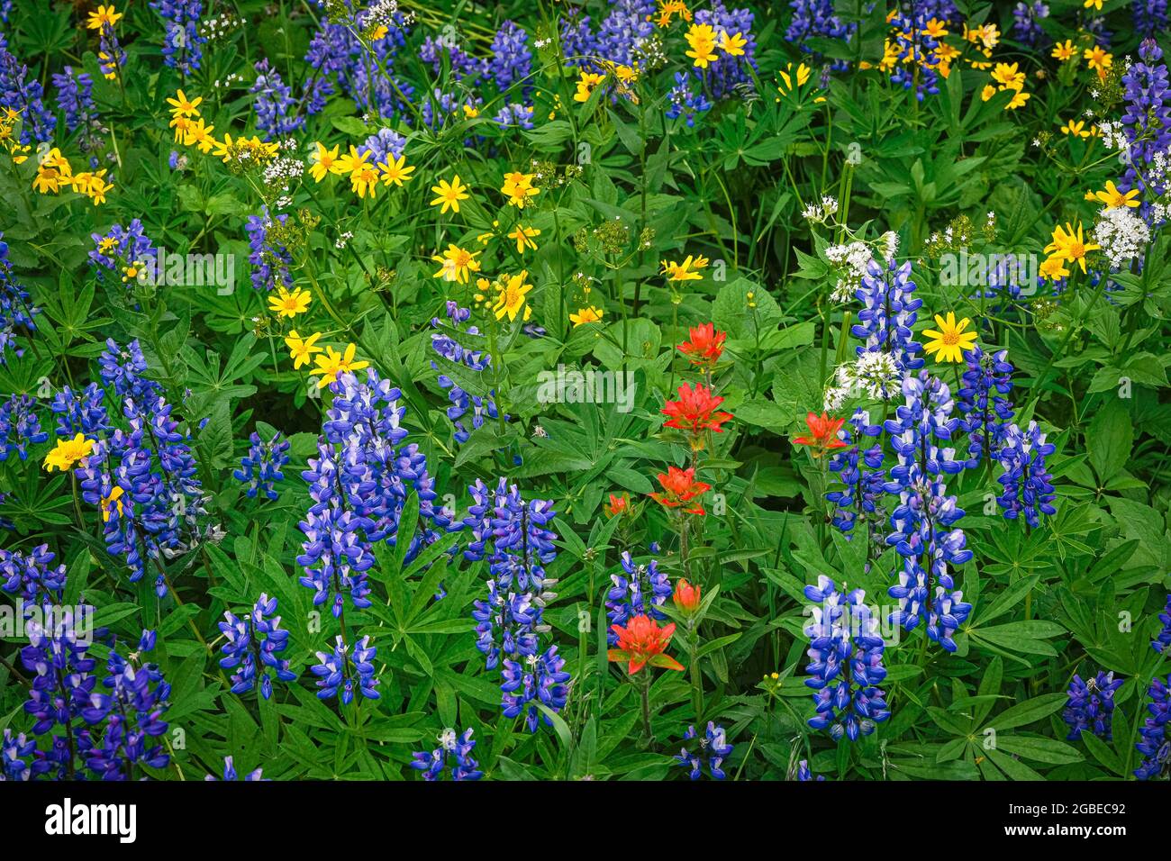 Wild Flowers In British Columbia at Oscar Godson blog