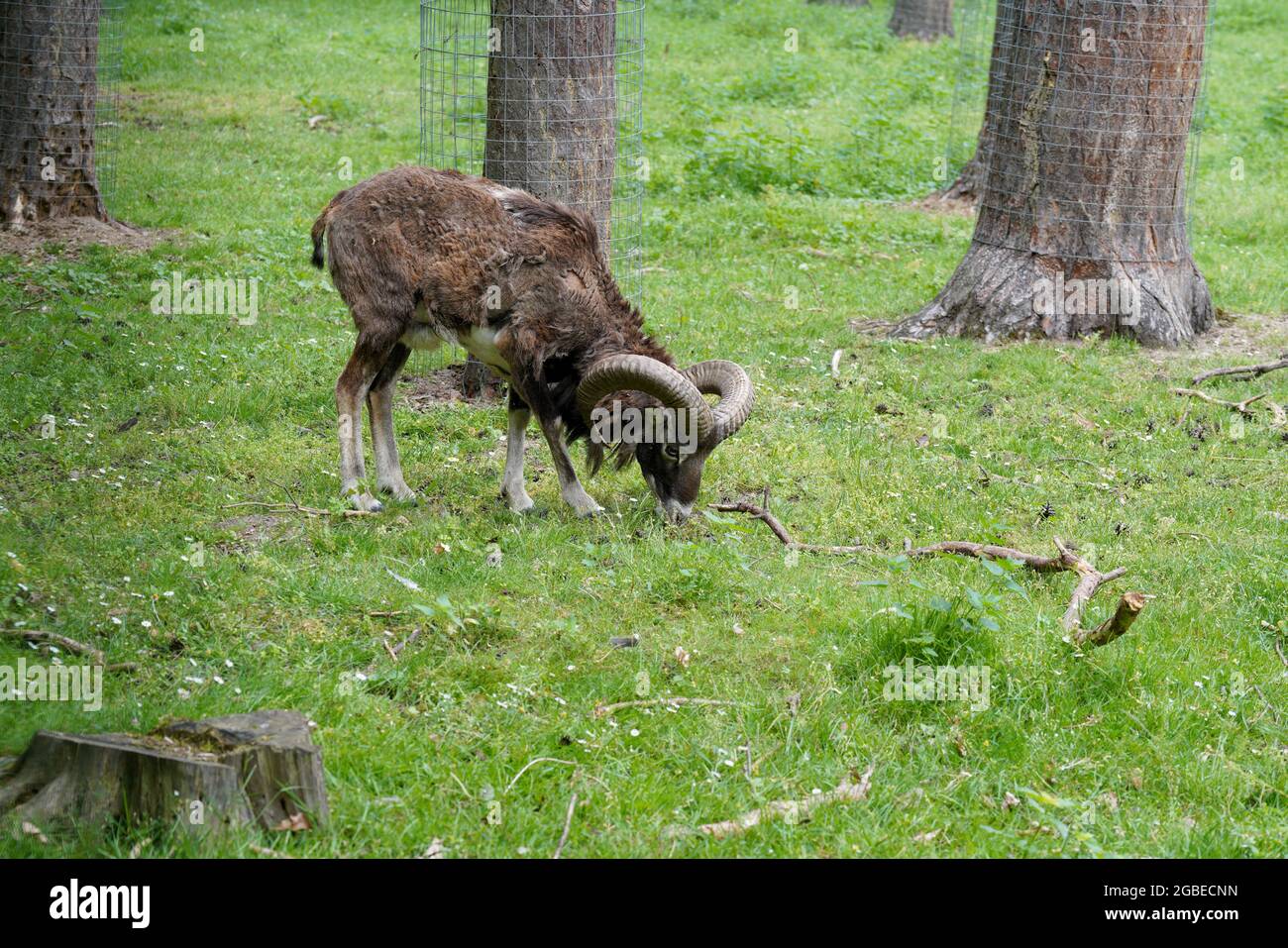 Closeup shot of a sheep graze on a farm Stock Photo - Alamy
