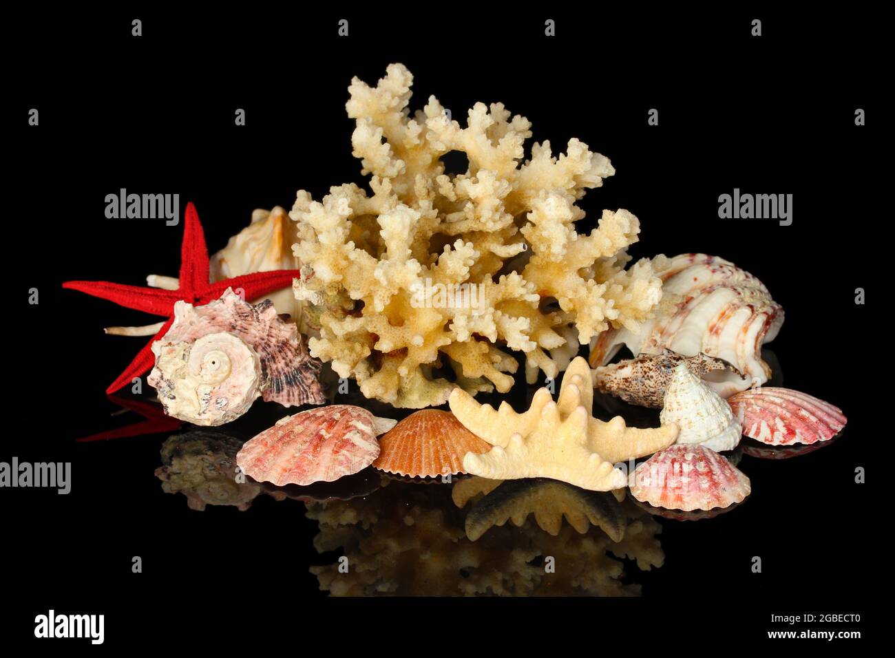 Sea coral with shells isolated on black Stock Photo - Alamy