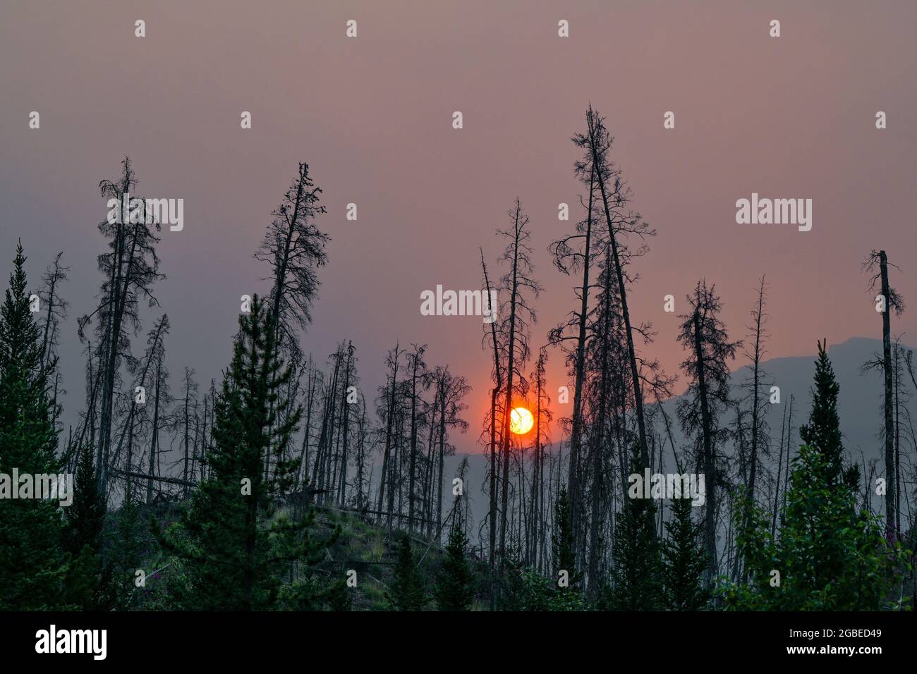 Sunrise through fire burned trees, Banff National Park, Alberta Stock ...