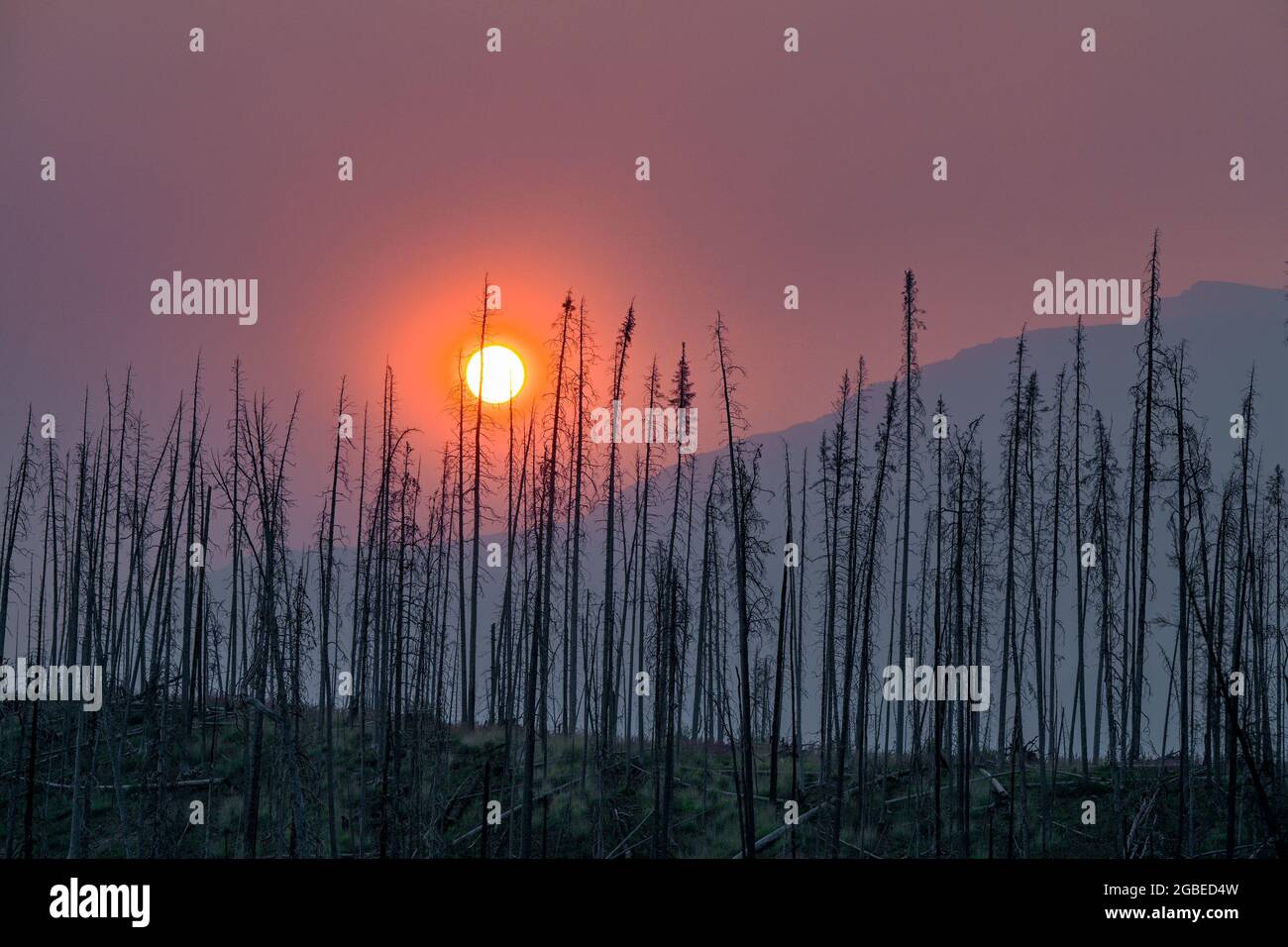 Sunrise through fire burned trees, Banff National Park, Alberta Stock ...