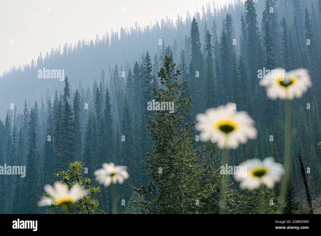 Yoho valley hi-res stock photography and images - Alamy