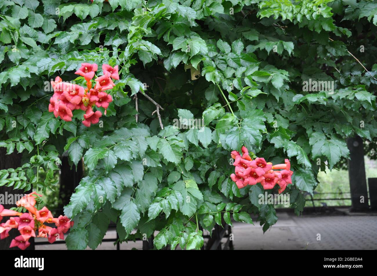 Bush of Trumpet vine in the garden Stock Photo - Alamy