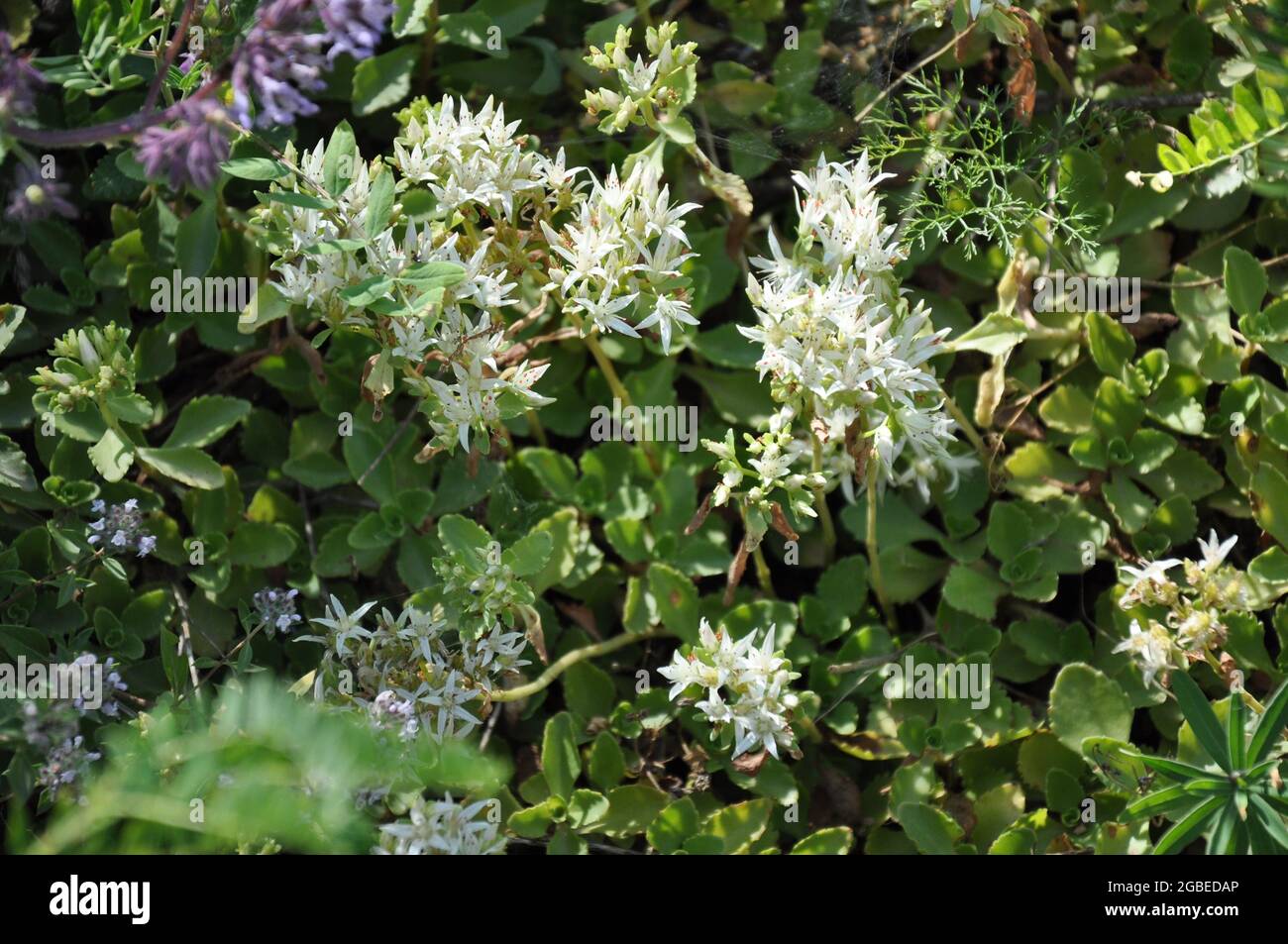 White Hoary Alyssum in the wild environment Stock Photo - Alamy