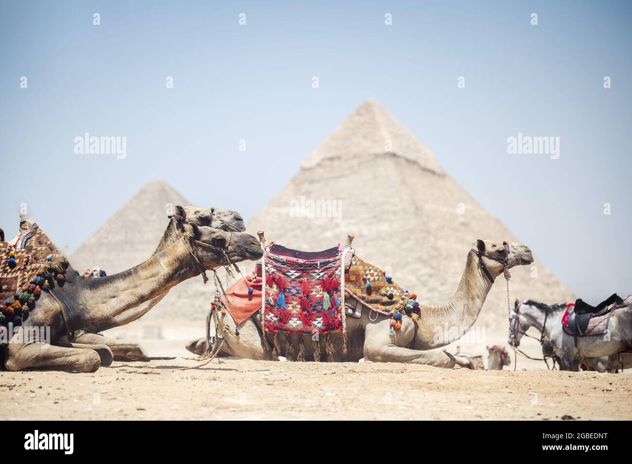 Colorfully saddled camels waiting for tourist riders in front of the ...