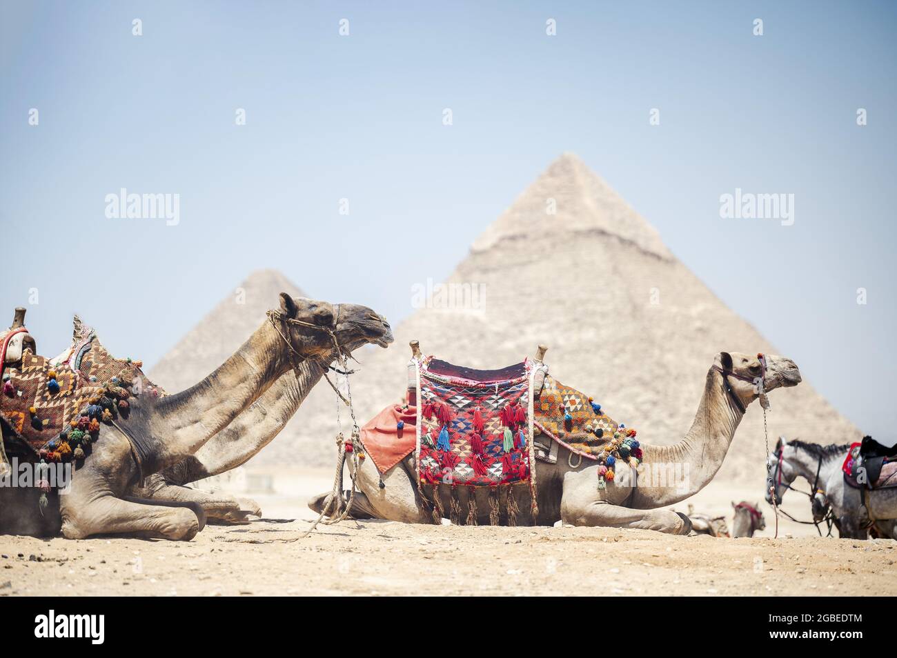 Colorfully saddled camels waiting for tourist riders in front of the ...