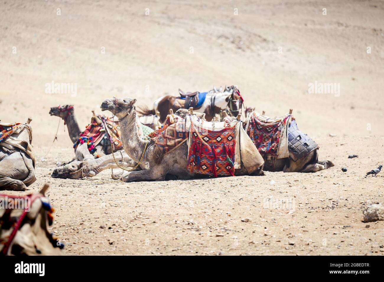 Colorfully saddled camels waiting for tourist riders lying on the ...