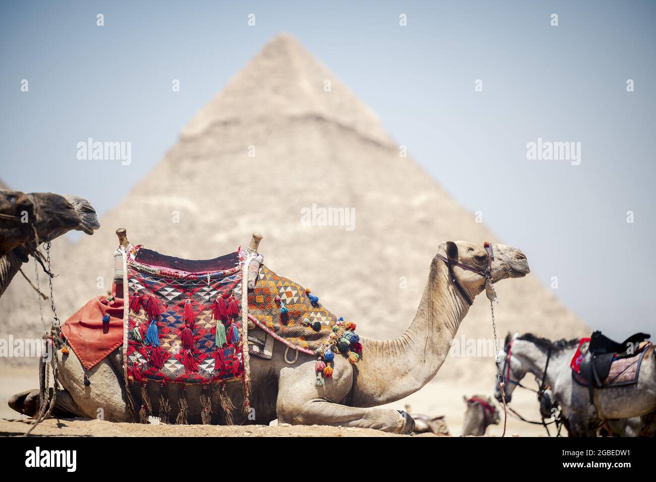Colorfully saddled camels waiting for tourist riders in front of the ...