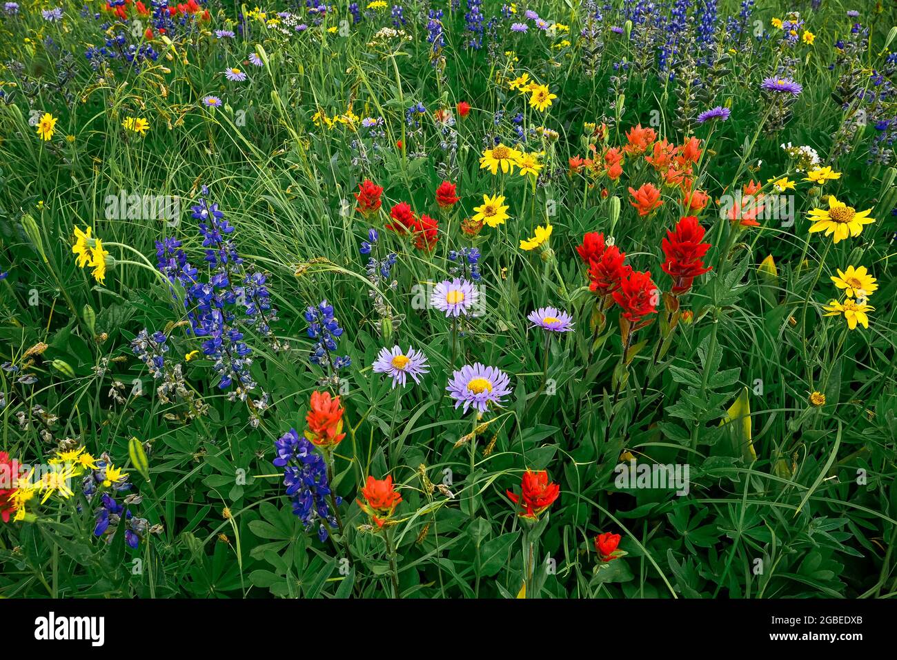 Wild Flowers In British Columbia at Oscar Godson blog