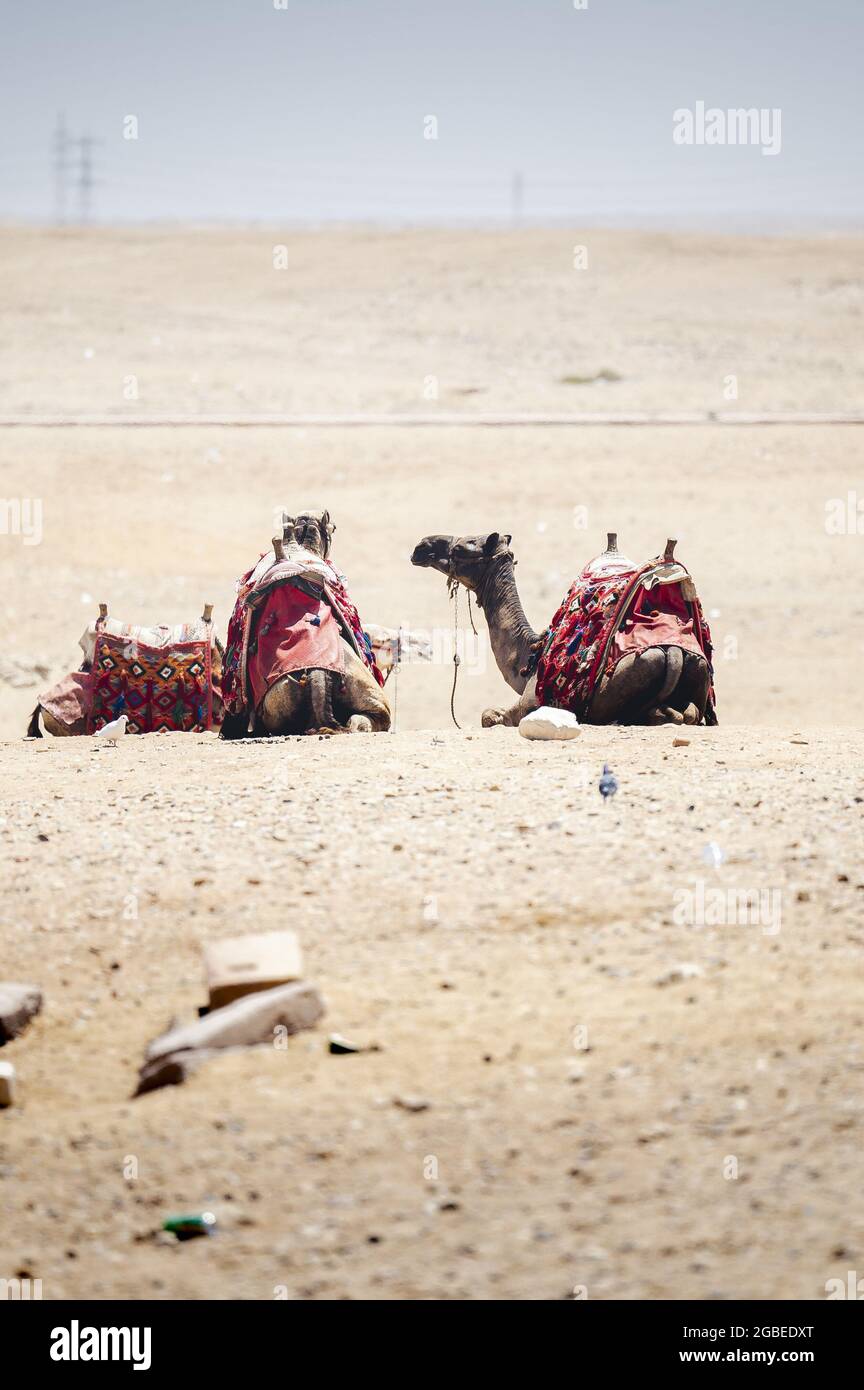 Colorfully saddled camels waiting for tourist riders lying on the ...