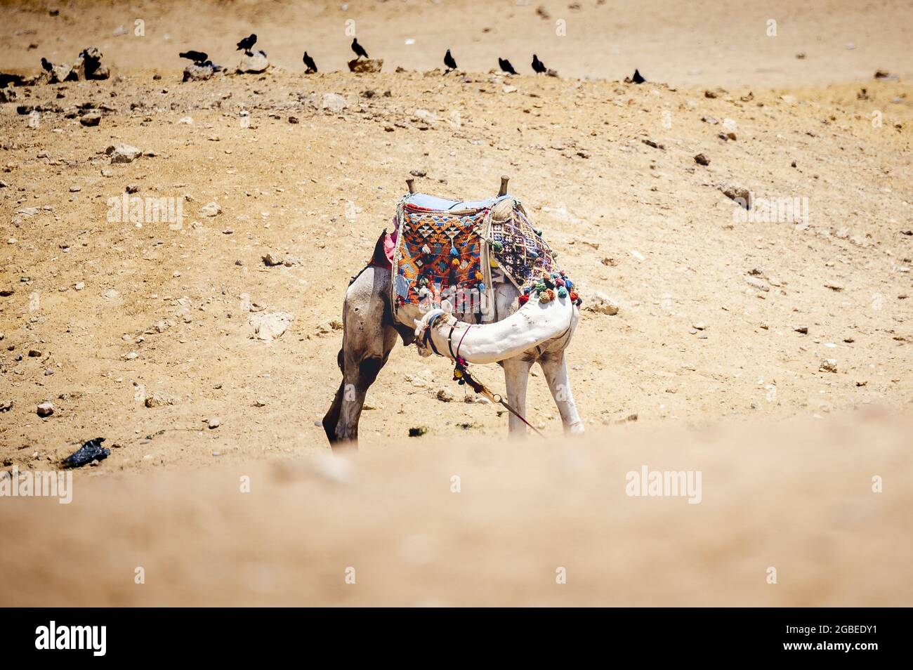 Colorfully saddled camel in the sandy desert Stock Photo - Alamy