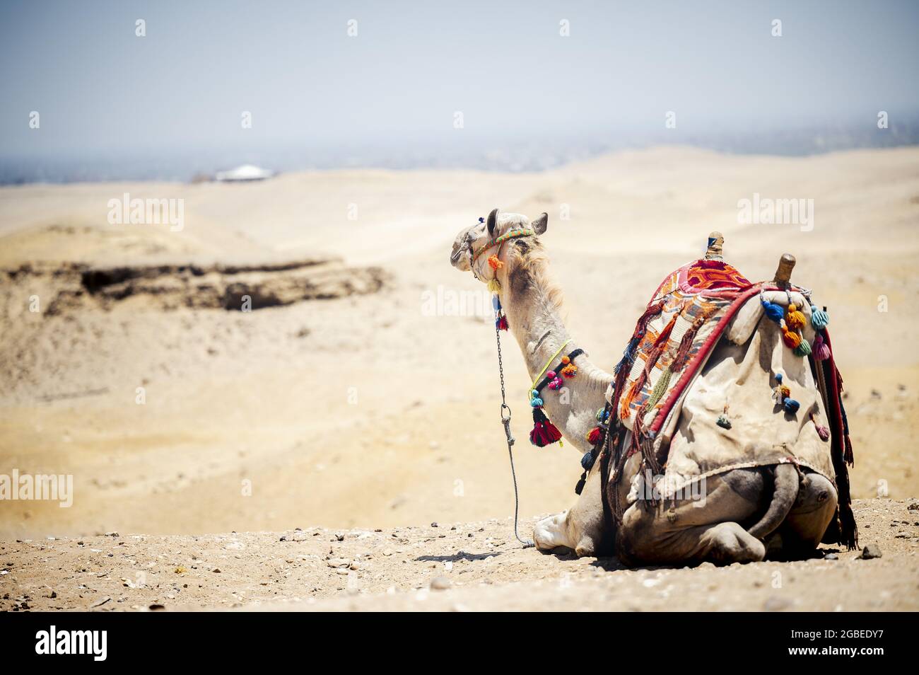 Closeup of a colorfully saddled camel in a sandy desert Stock Photo - Alamy