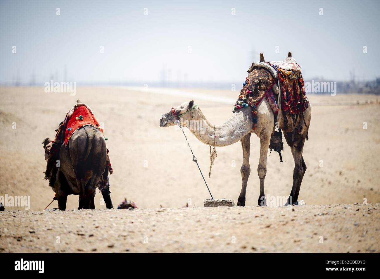 Closeup of a colorfully saddled camel in a sandy desert Stock Photo - Alamy