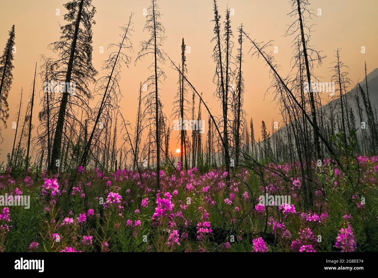 Sunrise and fireweed, post forest fire, Banff National Park, Alberta ...