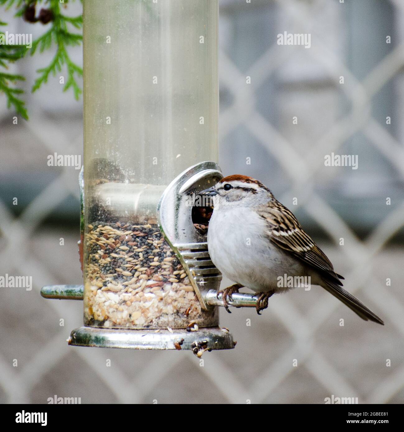 bird eating seed from bird feeder Stock Photo - Alamy