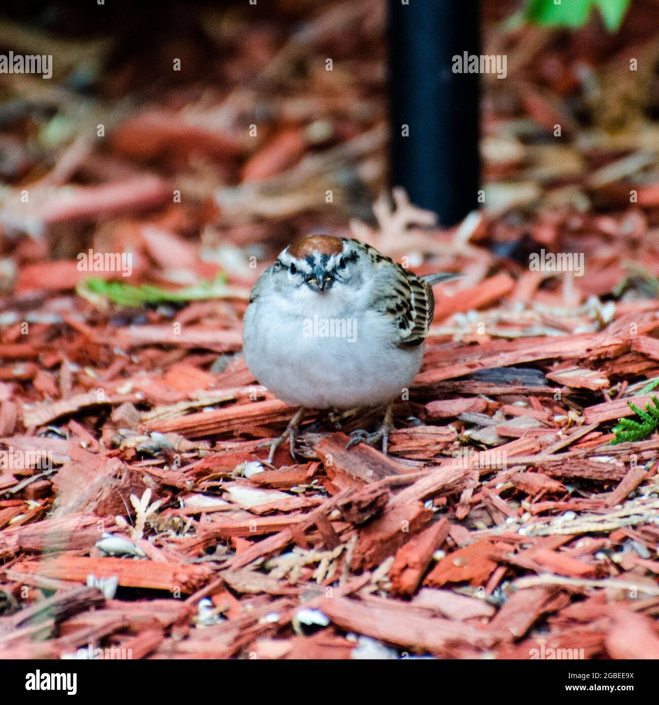 Bird Eating Seed That Fell From The Birdfeeder Stock Photo Alamy bird-eating-seed-that-fell-from-the-birdfeeder-stock-photo-alamy