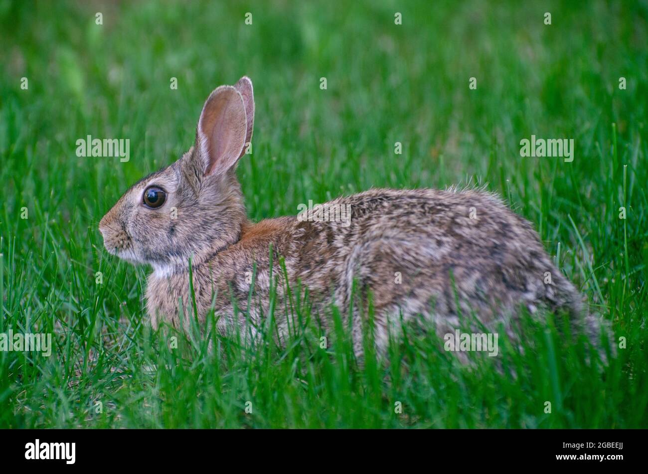 Rabbit in yard hi-res stock photography and images - Alamy