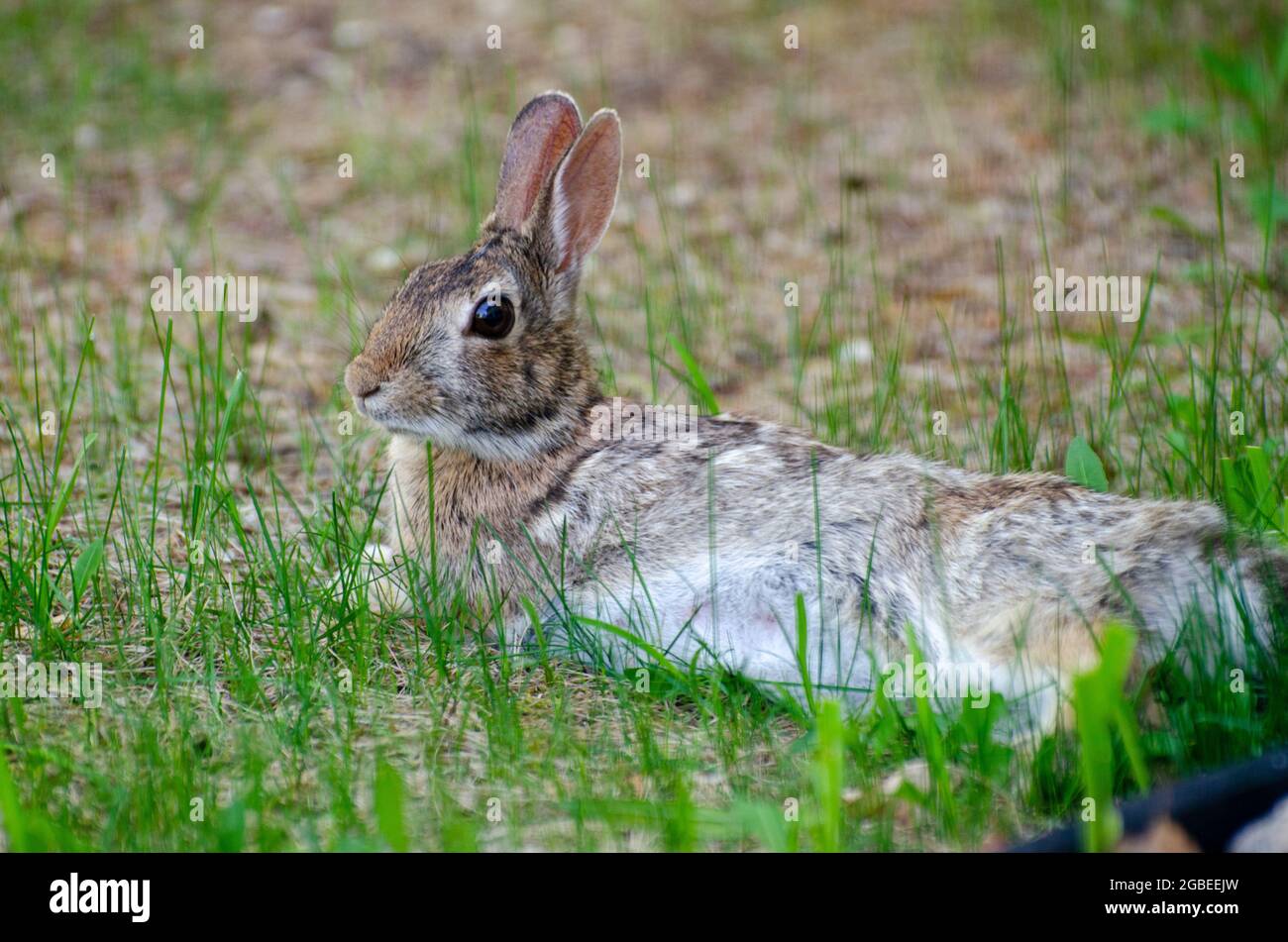 Rabbit laying in the grass hi-res stock photography and images - Alamy
