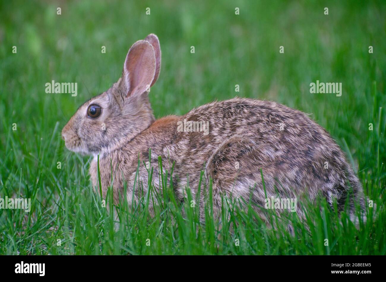 Rabbit in yard hi-res stock photography and images - Alamy
