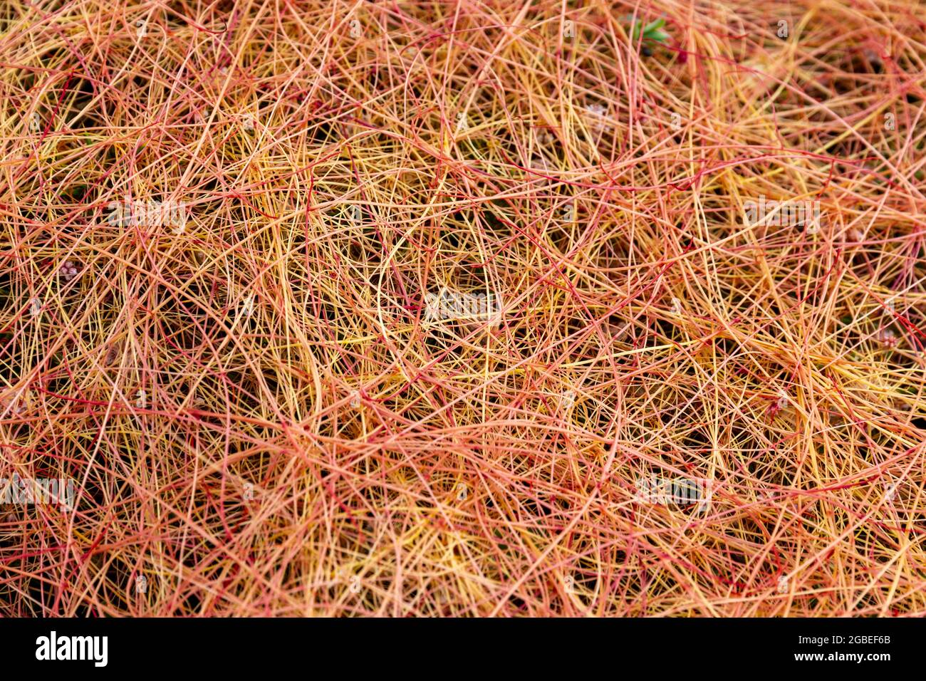 Common Dodder Pembrokeshire Coast Path Stock Photo - Alamy