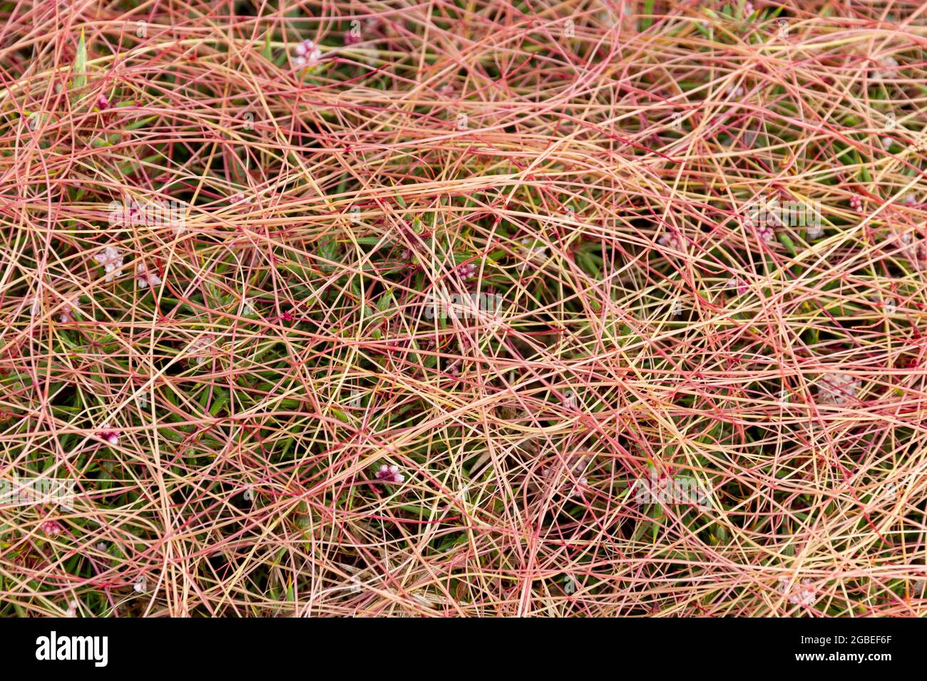 Common Dodder Pembrokeshire Coast Path Stock Photo - Alamy