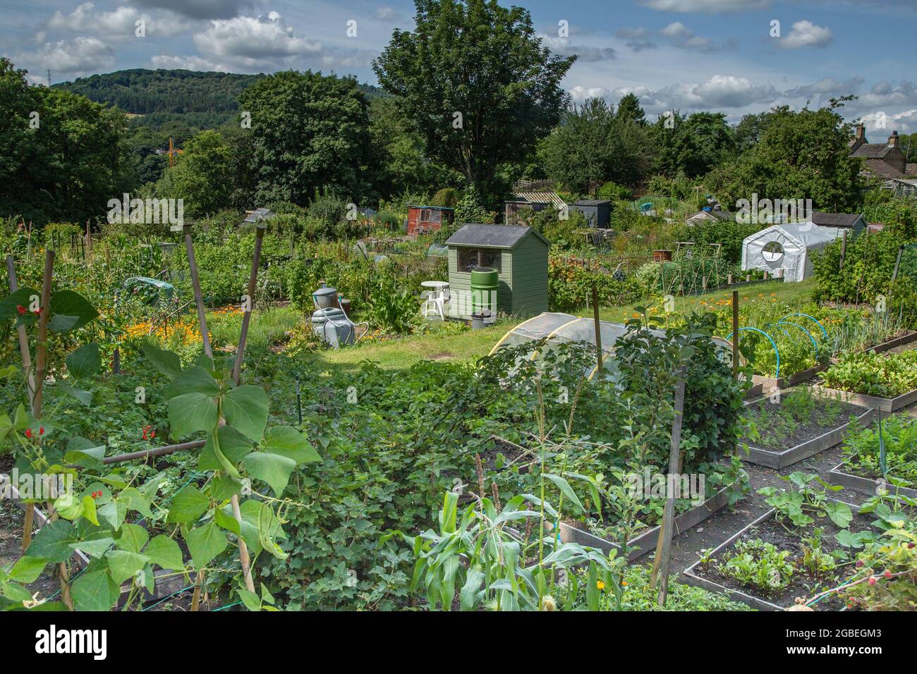 Vegetables growing on community allotments hi-res stock photography and ...