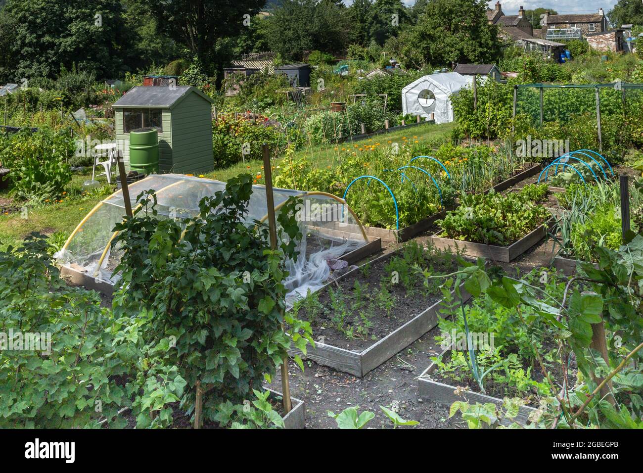 Vegetables growing on community allotments hi-res stock photography and ...