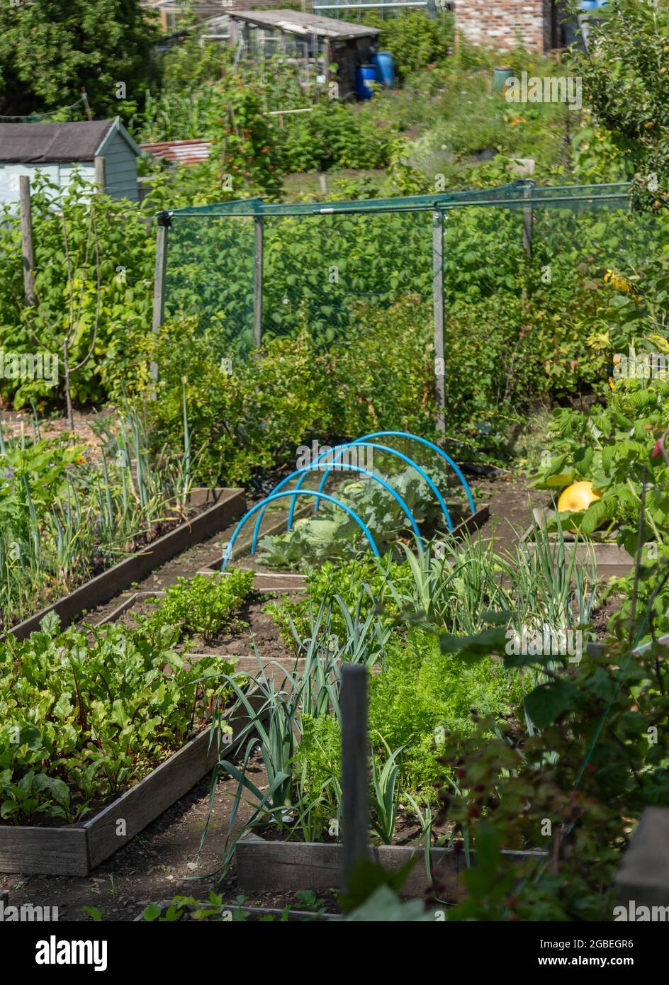 Vegetables growing on community allotments hi-res stock photography and ...