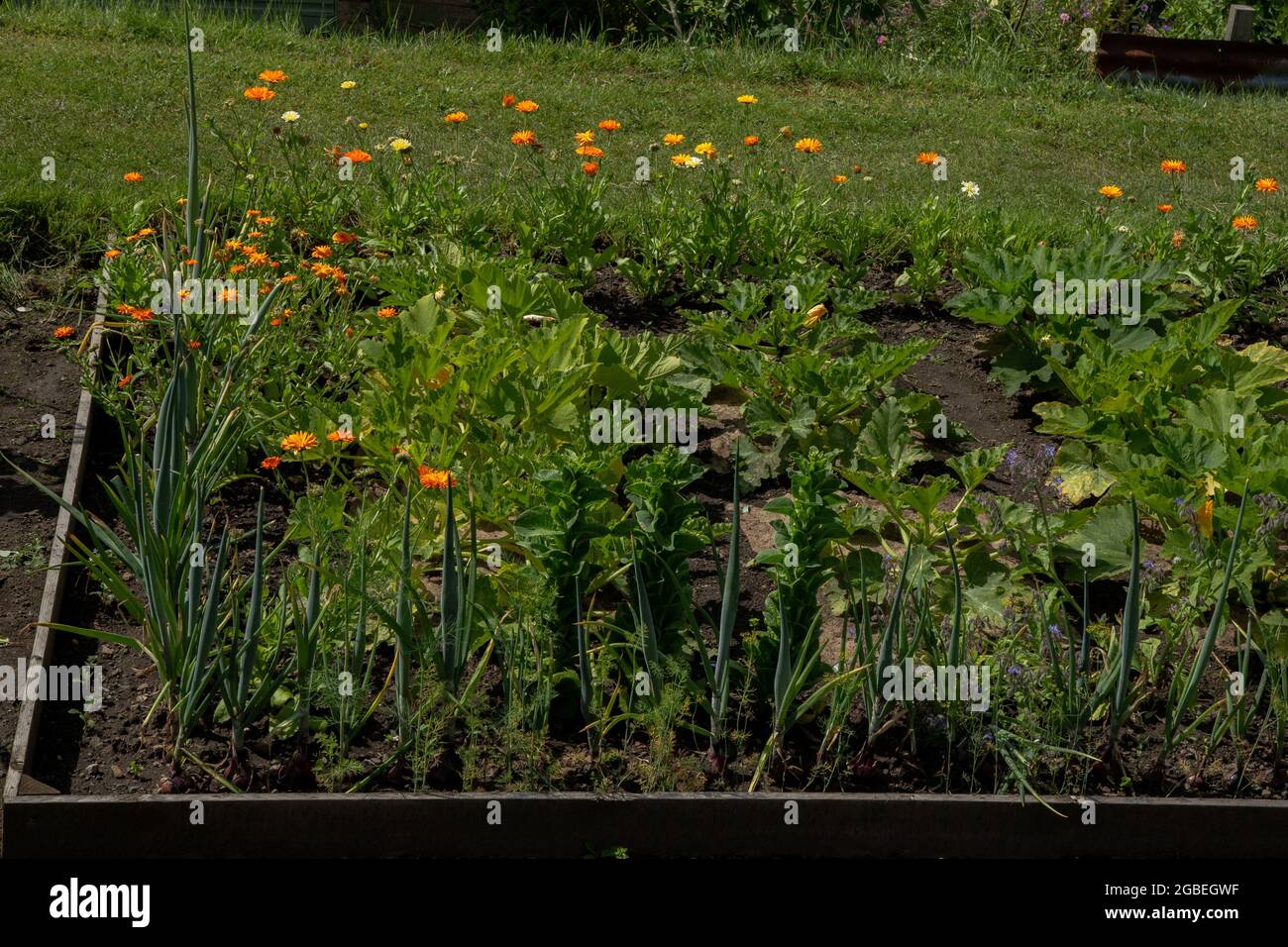 Marigolds in raised vegetable bed hi-res stock photography and images ...