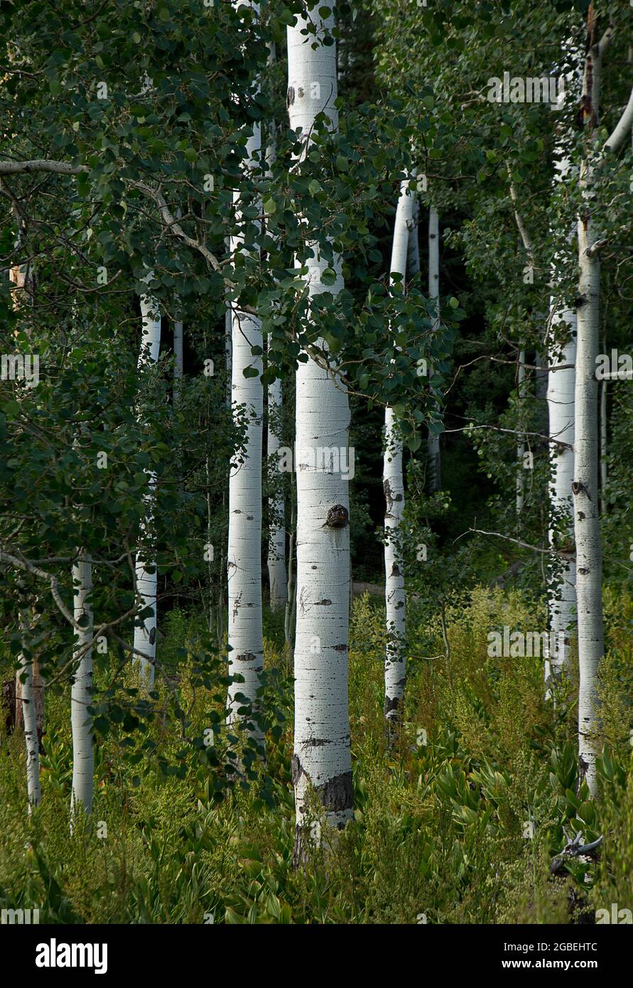Steamboat Springs, COLORADO, USA. 30th July, 2021. July 26, 2021 ...