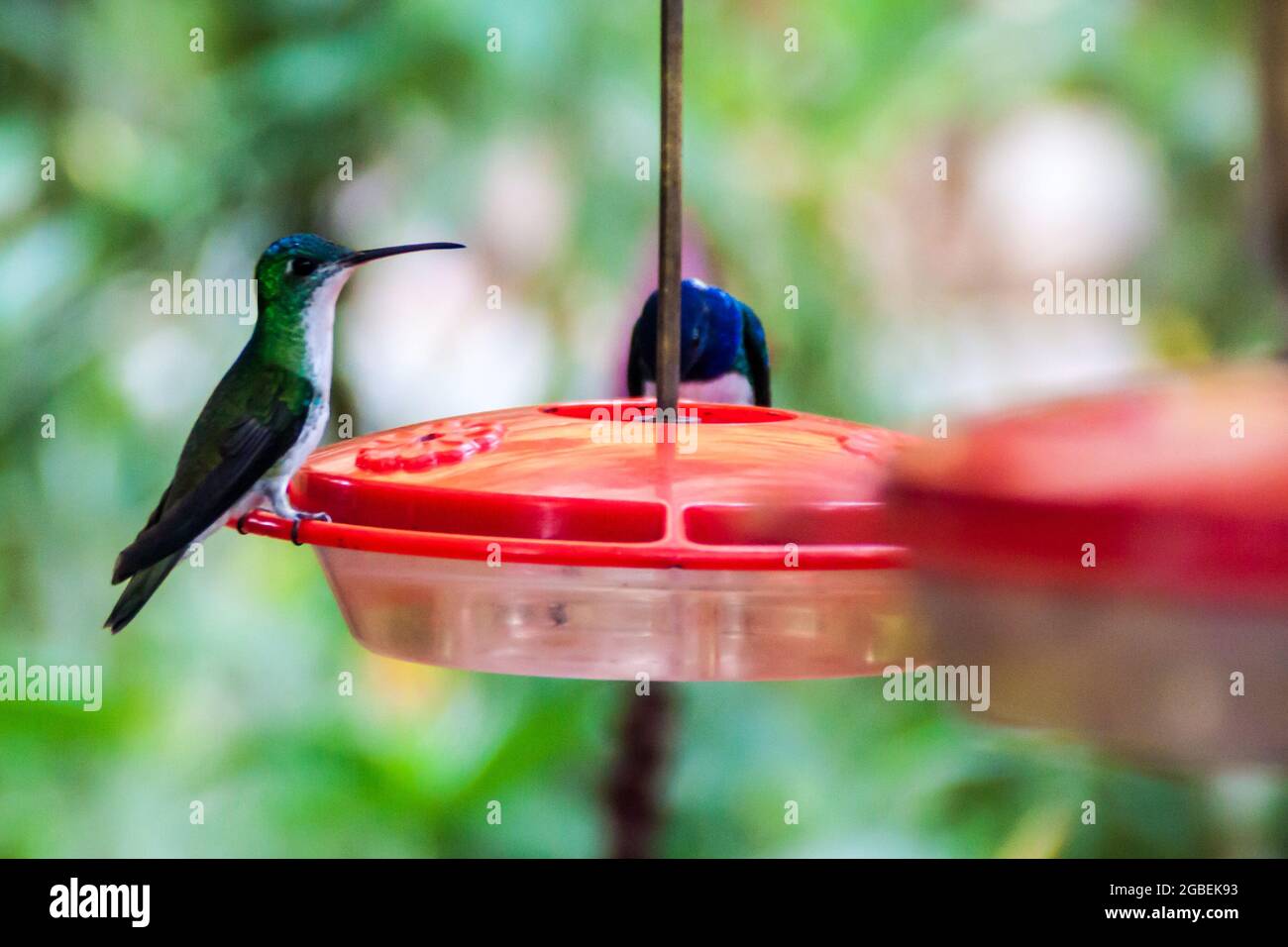 Hummingbirds at the feeder in Mindo, Ecuador Stock Photo - Alamy