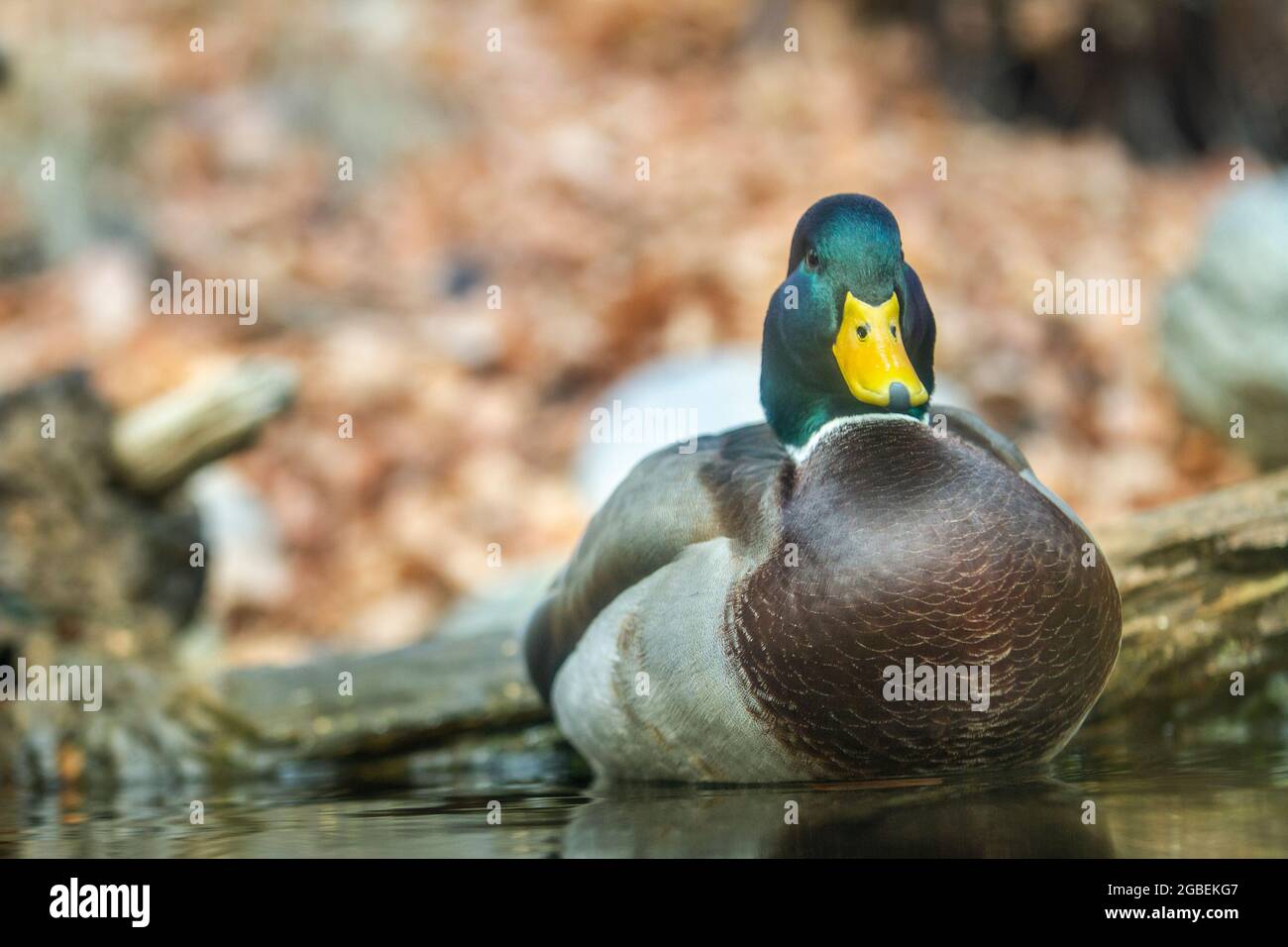 Mallard duck sitting in the water floating Stock Photo - Alamy