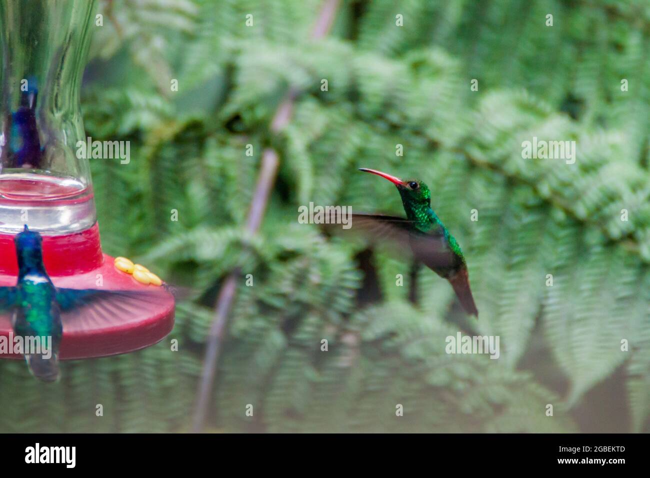 Hummingbirds at the feeder in Mindo, Ecuador Stock Photo - Alamy