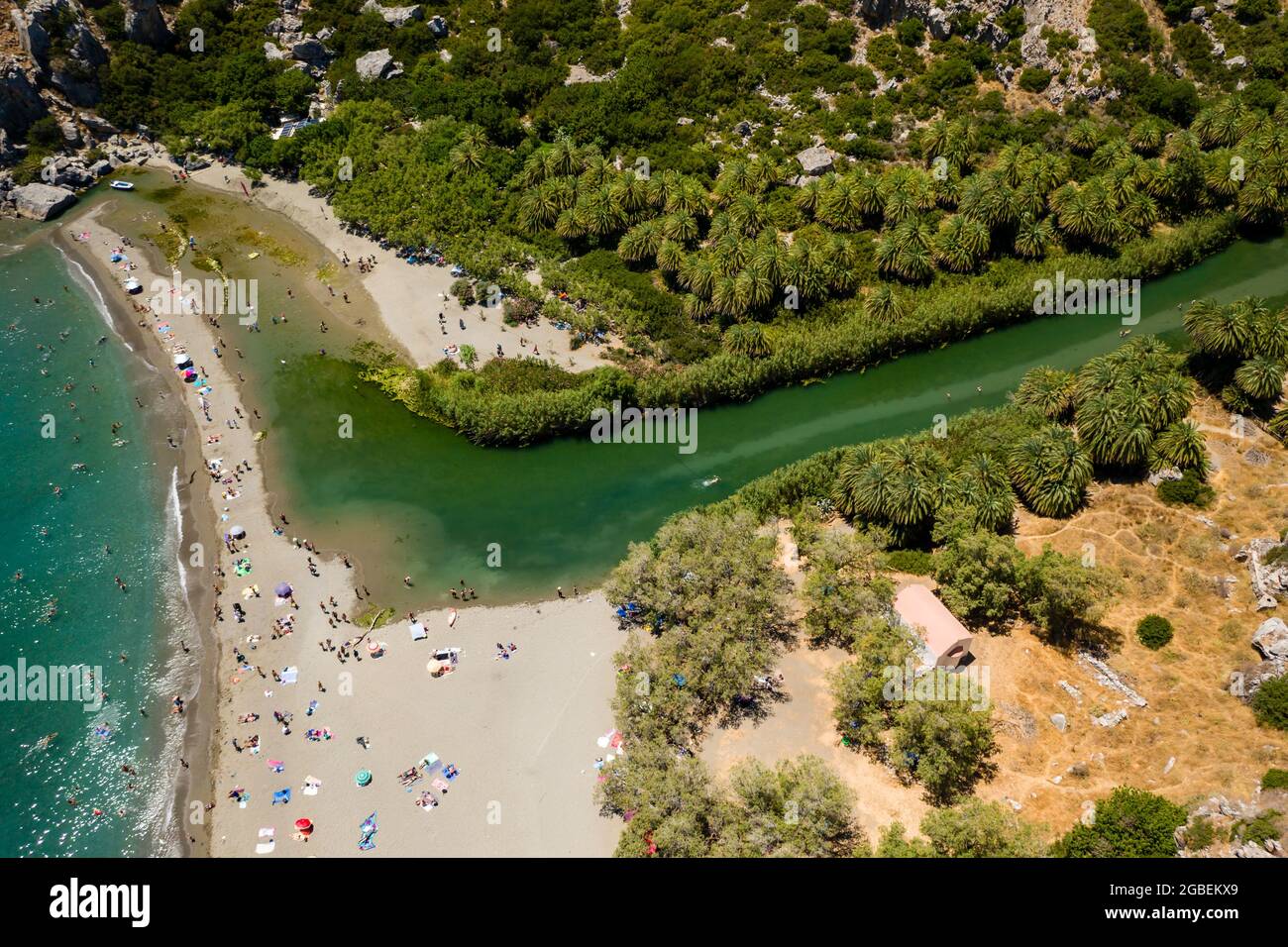 Palm tree forest hi-res stock photography and images - Alamy