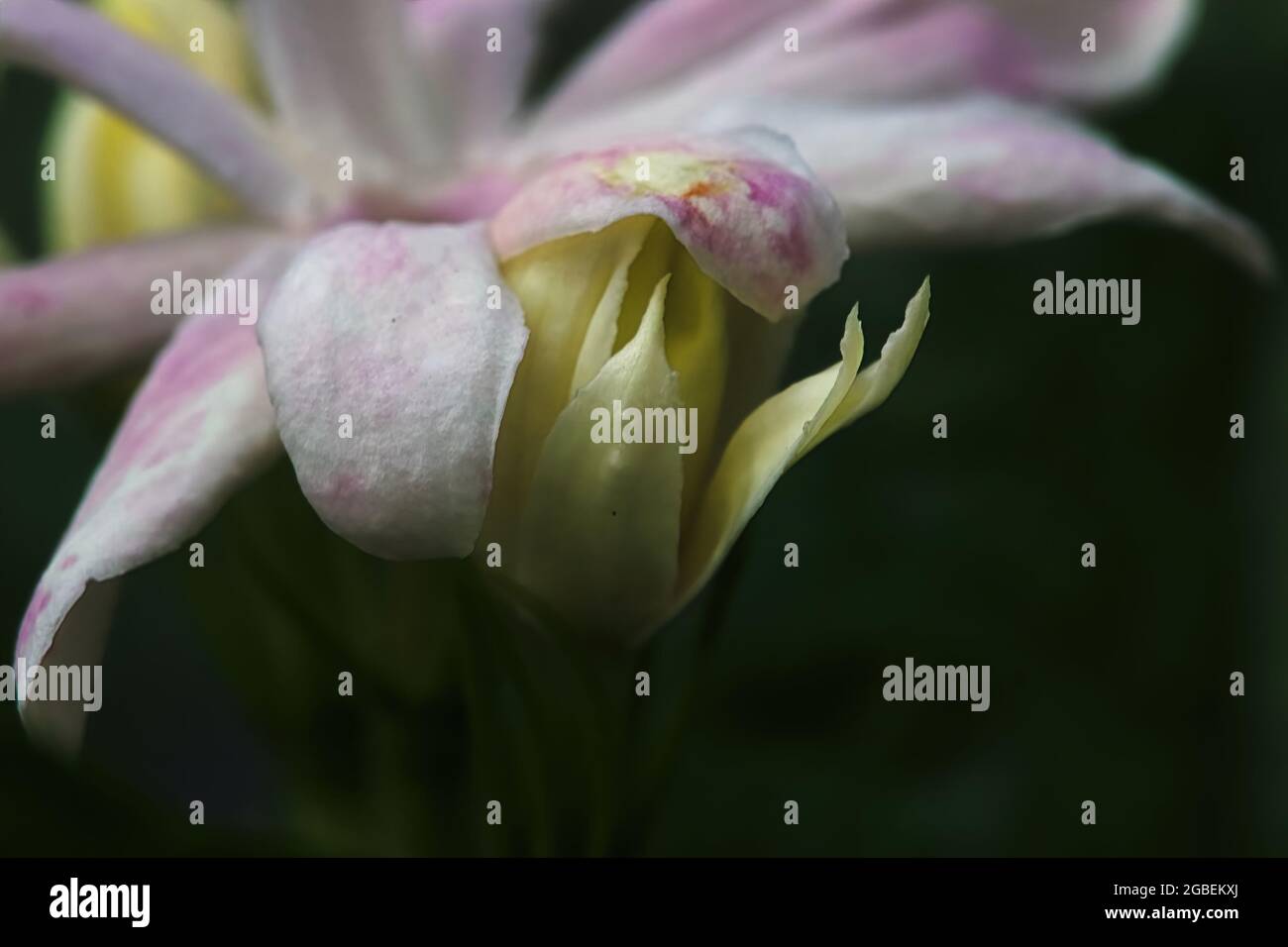 Macro side view of jasmine flowers in full bloom Stock Photo - Alamy