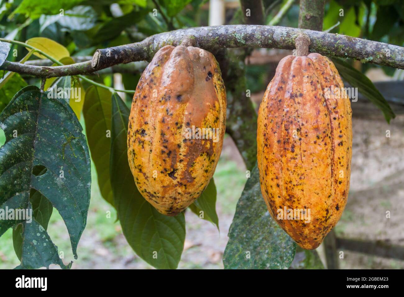 Rainforest seed pods hi-res stock photography and images - Alamy