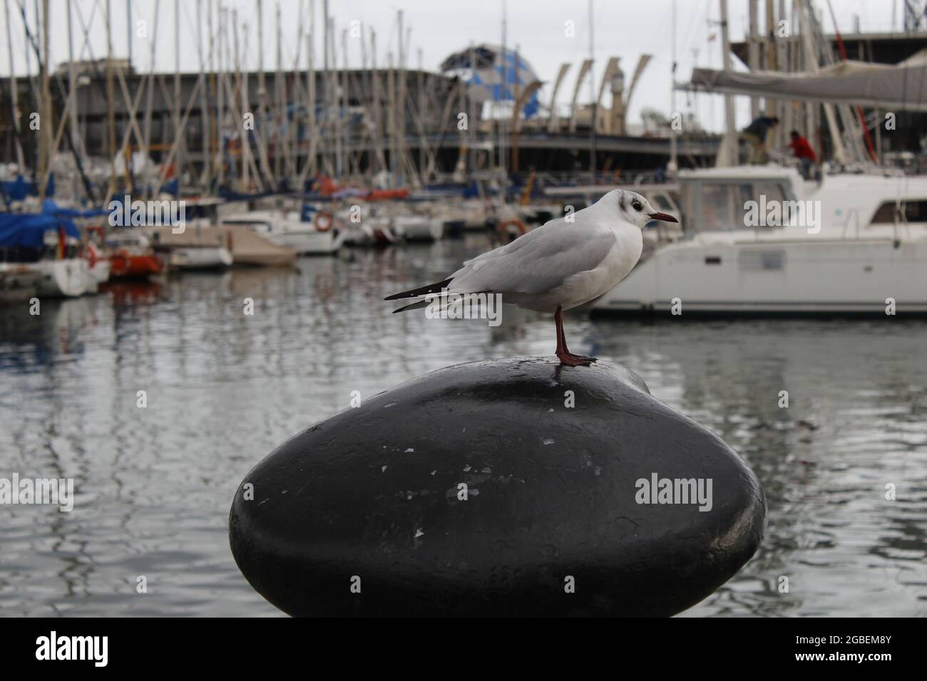 Ships beak hi-res stock photography and images - Alamy