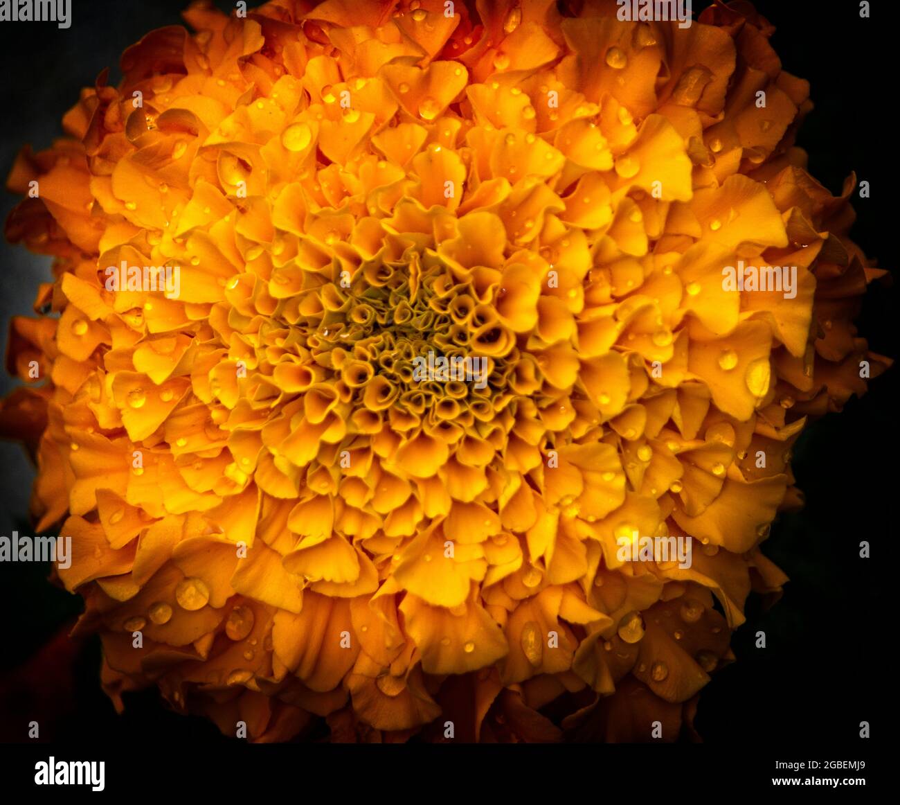 Marigold Banff Alberta Stock Photo - Alamy
