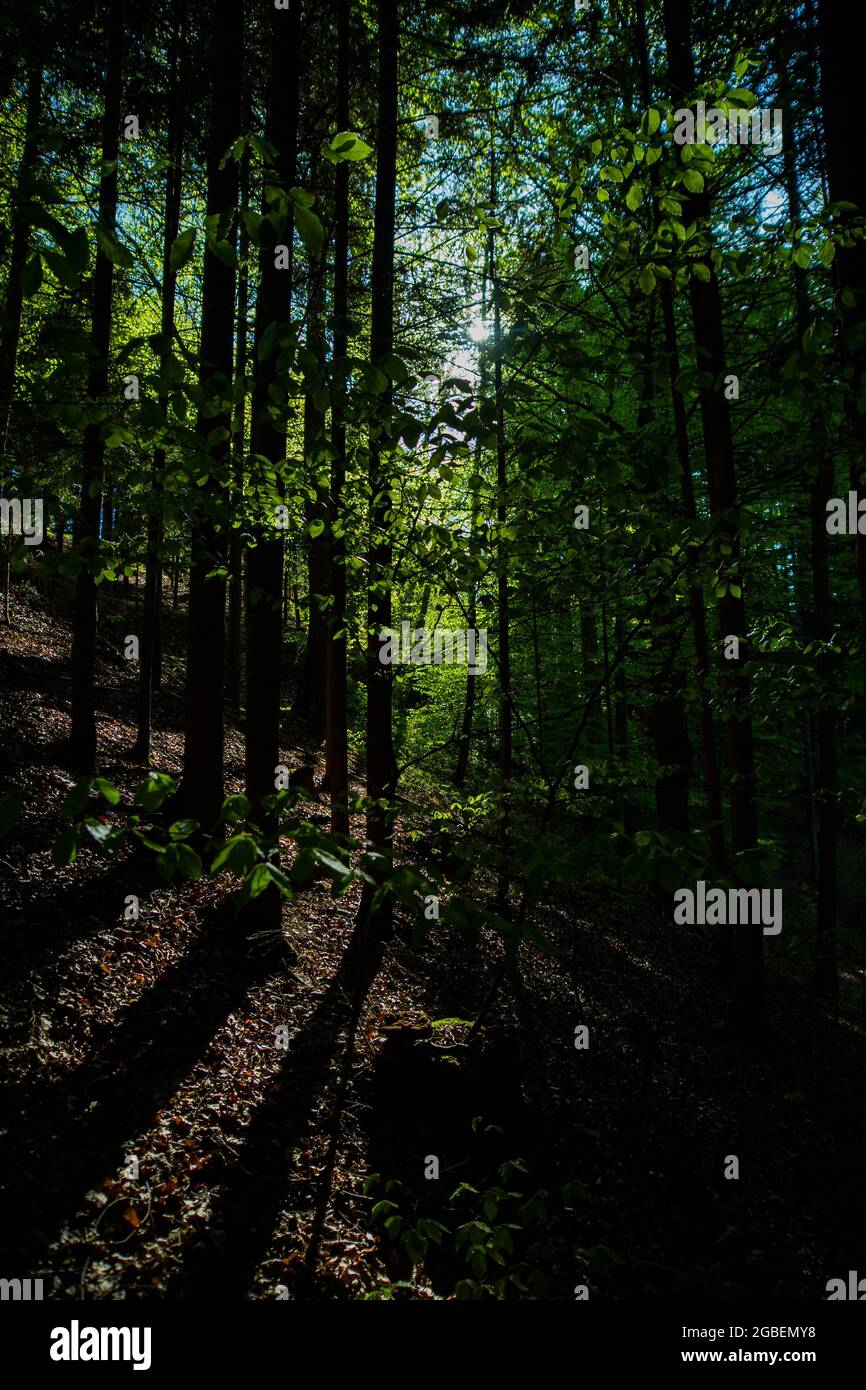 Vertical shot of sun rays falling through growing vegetation in a ...