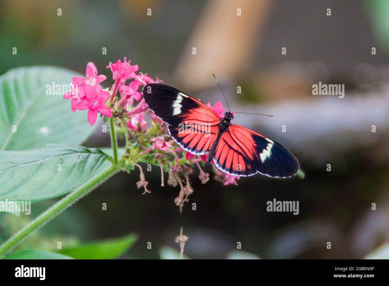 Postman butterfly (Heliconius melpomene tomate) in Mariposario (The Butterfly House) in Mindo ...