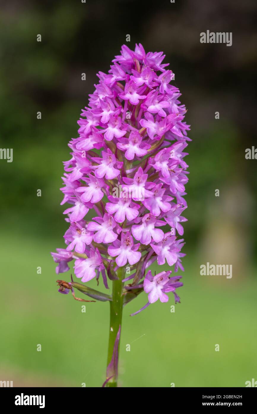 Close up of a pyramid orchid (anacamptis pyramidalis) flower in bloom ...