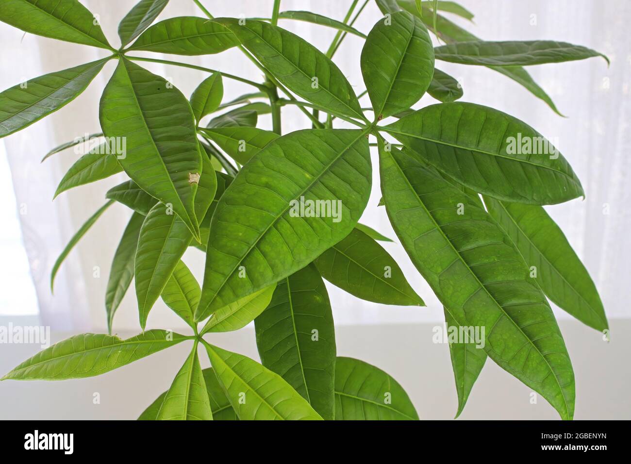 Money tree plant hi-res stock photography and images - Alamy