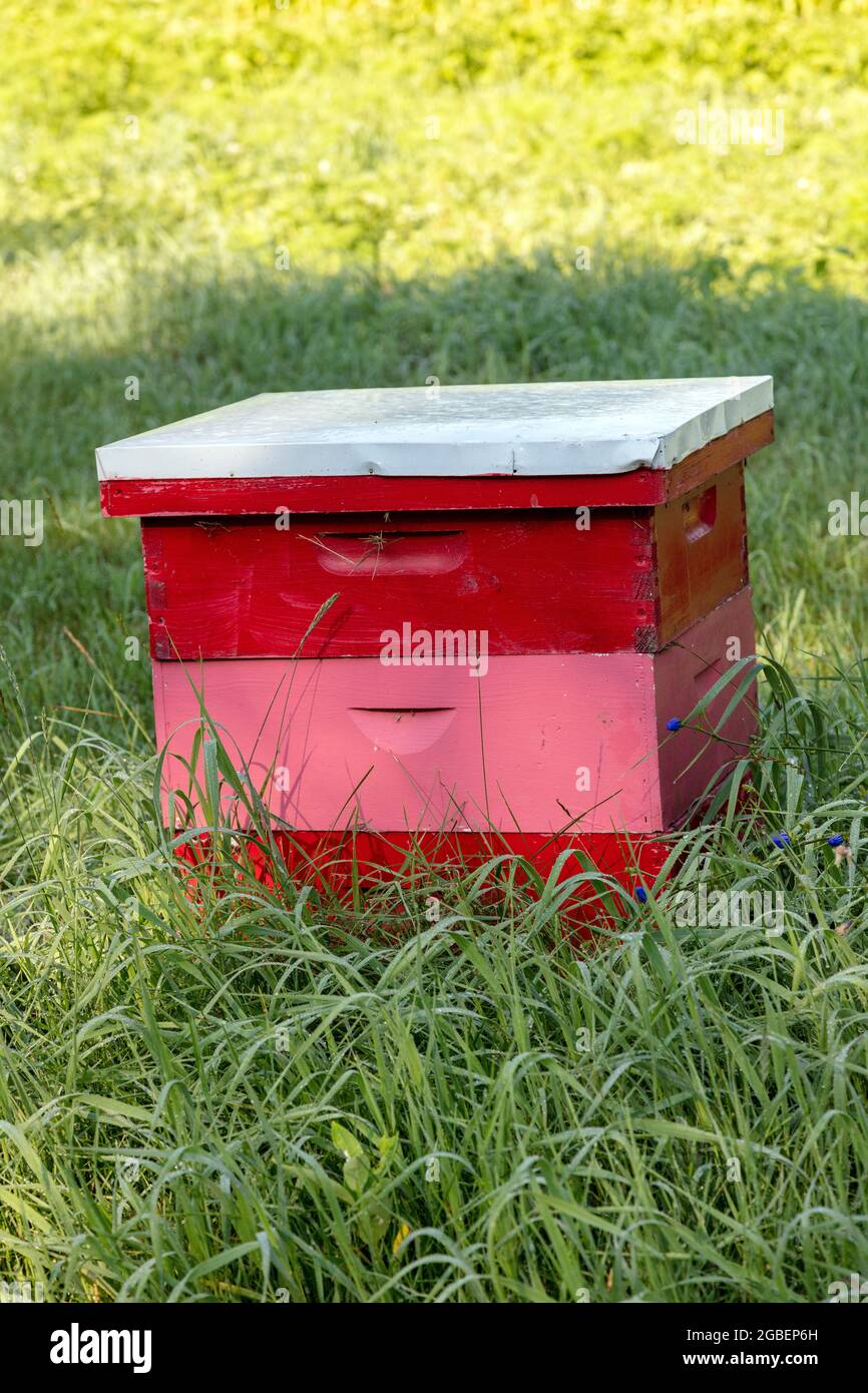 Bee Hives, commercial, Summer, Michigan, USA, by James D Coppinger ...