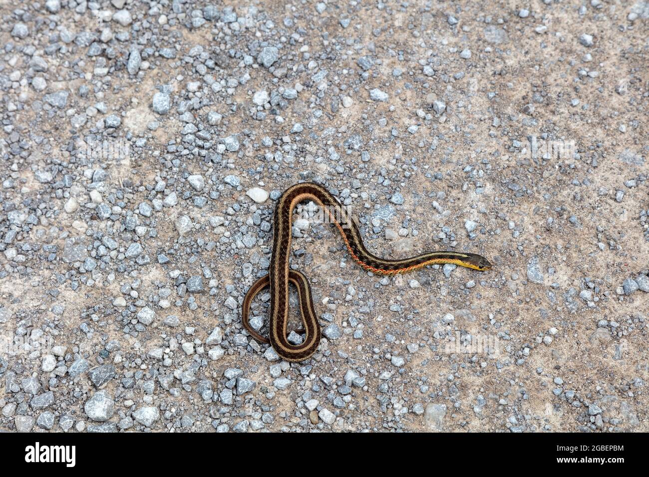 Common Garter Snake (Thamnophis siratlis) laying on road surface, E USA ...