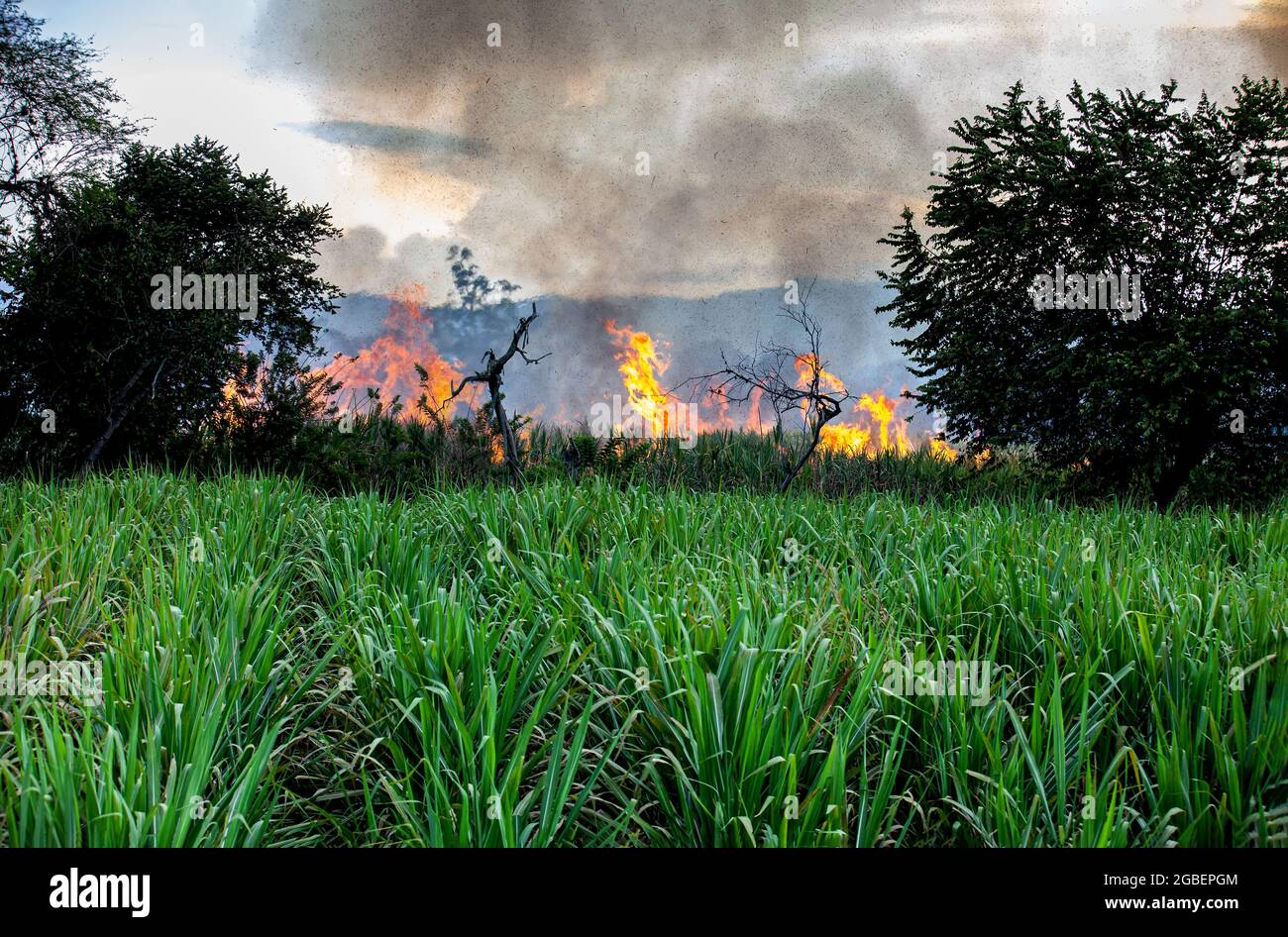 Sugar cane fire burning in field at Valle del Cauca in Colombia Stock ...